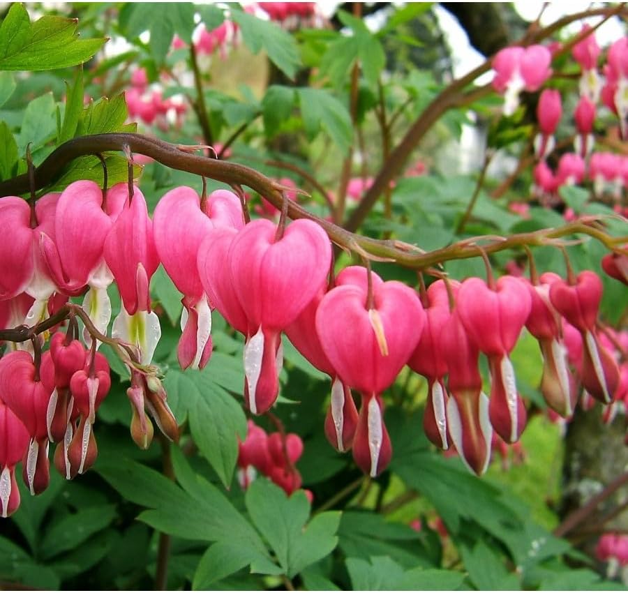 Coeur de Marie Rose - Dicentra spectabilis 1 Bulbes, plante vivace ...