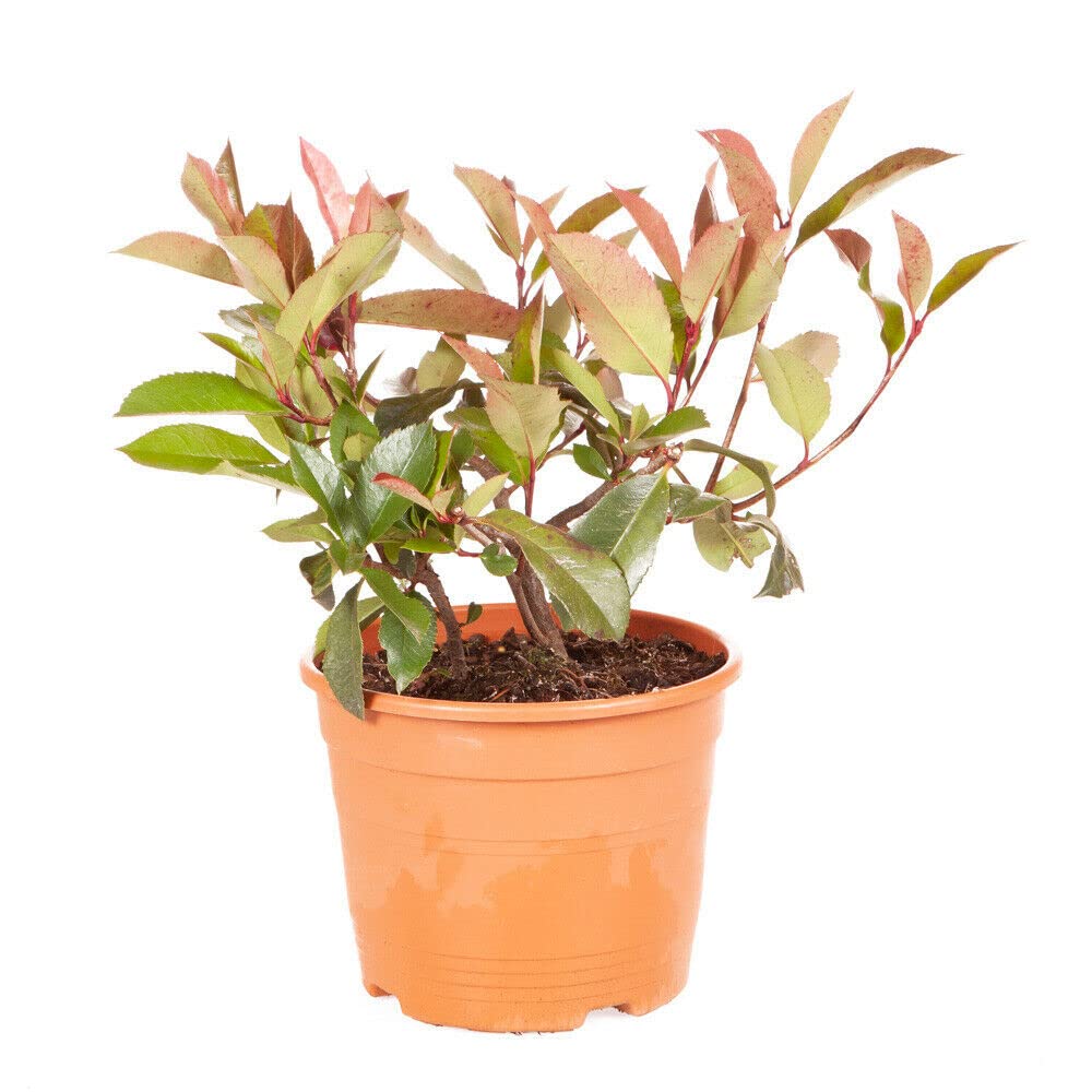 Buy Photinia 'Red Robin' - Photinia x Fraseri 'Red Robin' Hedges ...