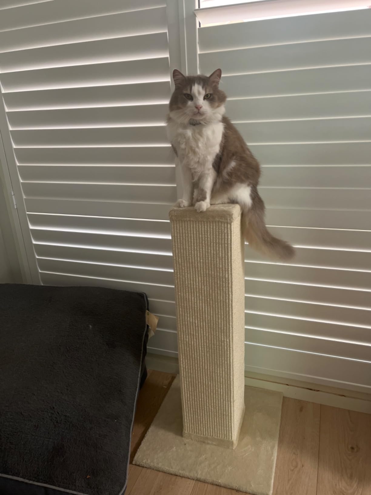 BEASTIE 92cm Height Cat Scratching Post Tree, Stand-up Cat Scratcher ...