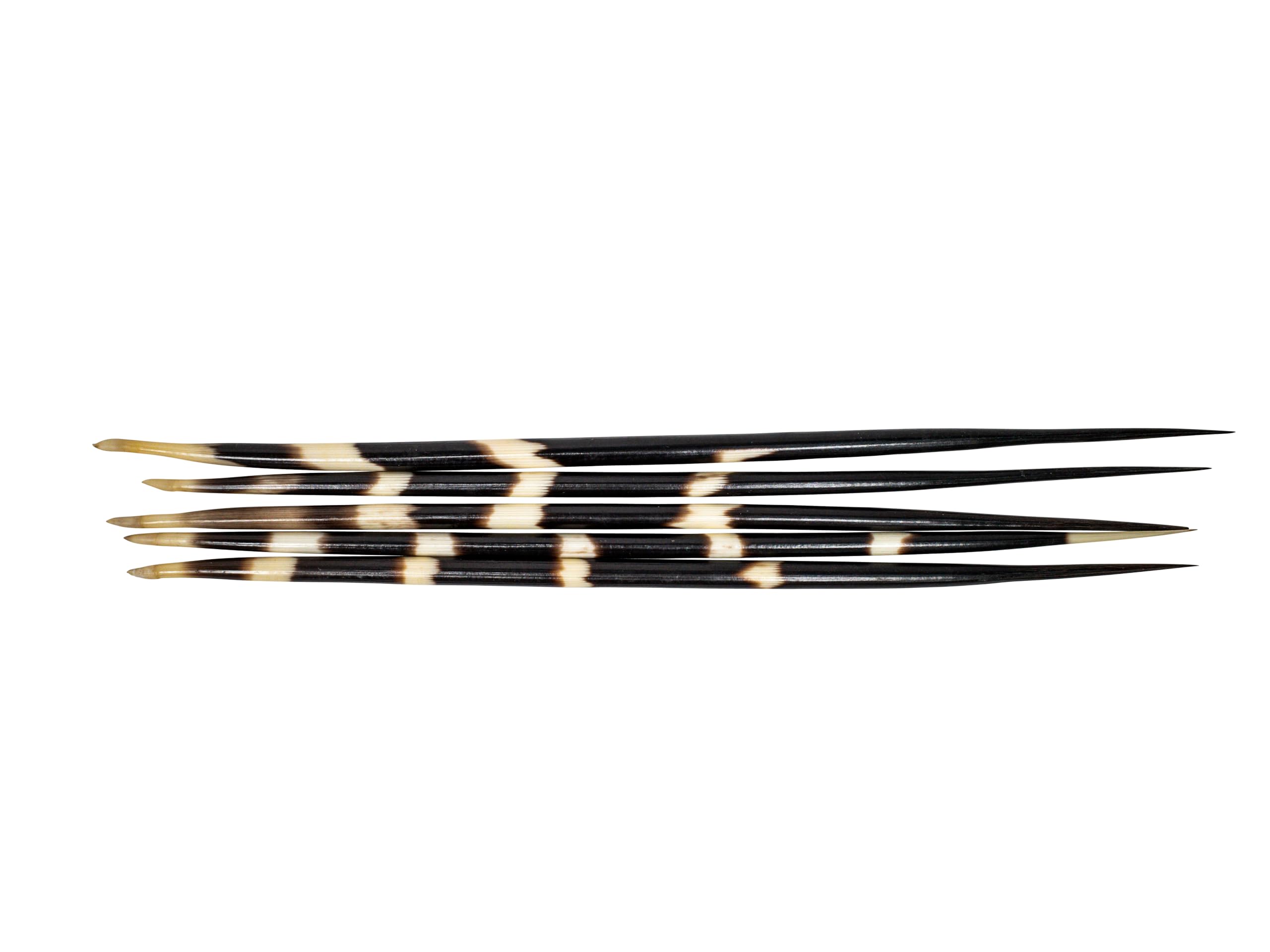Amazon.com: Five (5) Large African Porcupine Quills #1: 9"-12" : Arts ...