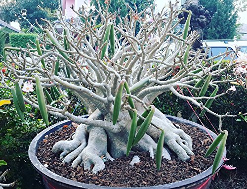 Oliver Seed ADENIUM Green Pod - Pack of 2 seeds : Amazon.in: Garden ...