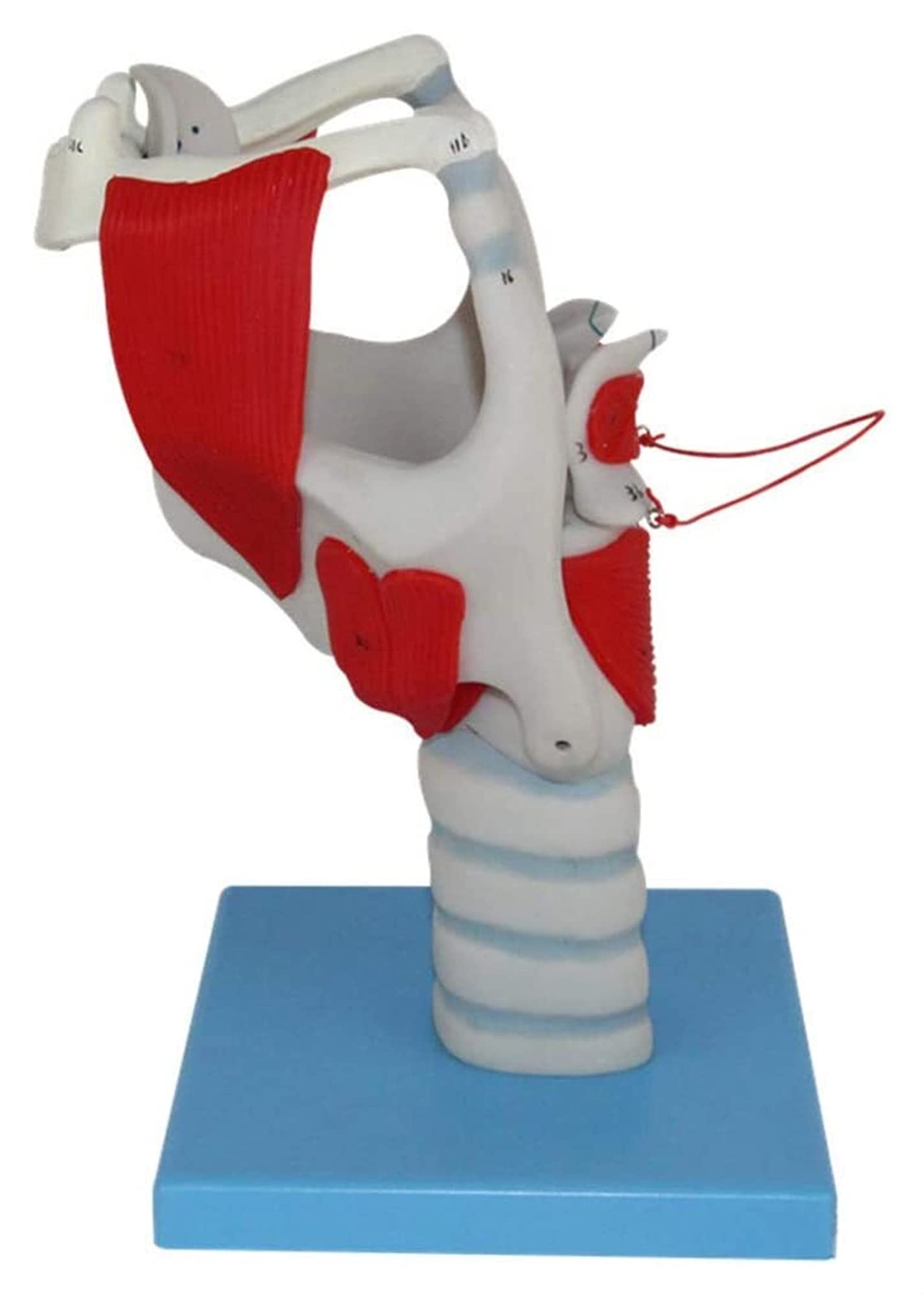 Buy LAErper Teaching Model, Human Anatomy Science Models Laryngeal ...