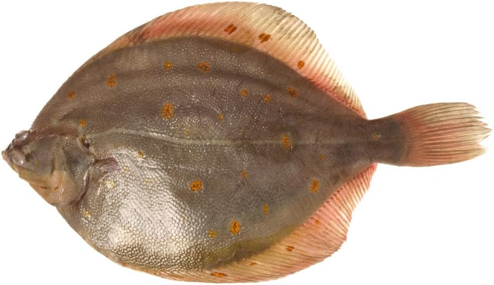 Plaice Box 10kg : Amazon.co.uk: Grocery