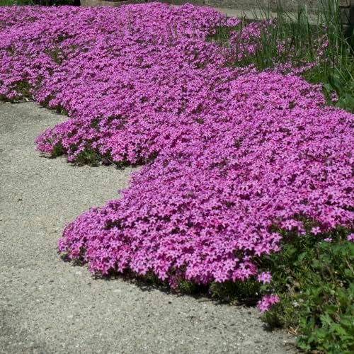 Creeping Phlox 'Red Wing'. Medium Plug Plant x 4. Perennial Flowers ...