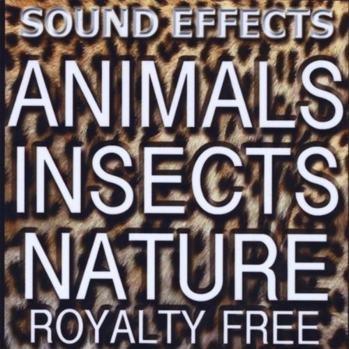 Amazon.com: Animal Sound FX, Insects and Nature : Sound Effects Royalty ...
