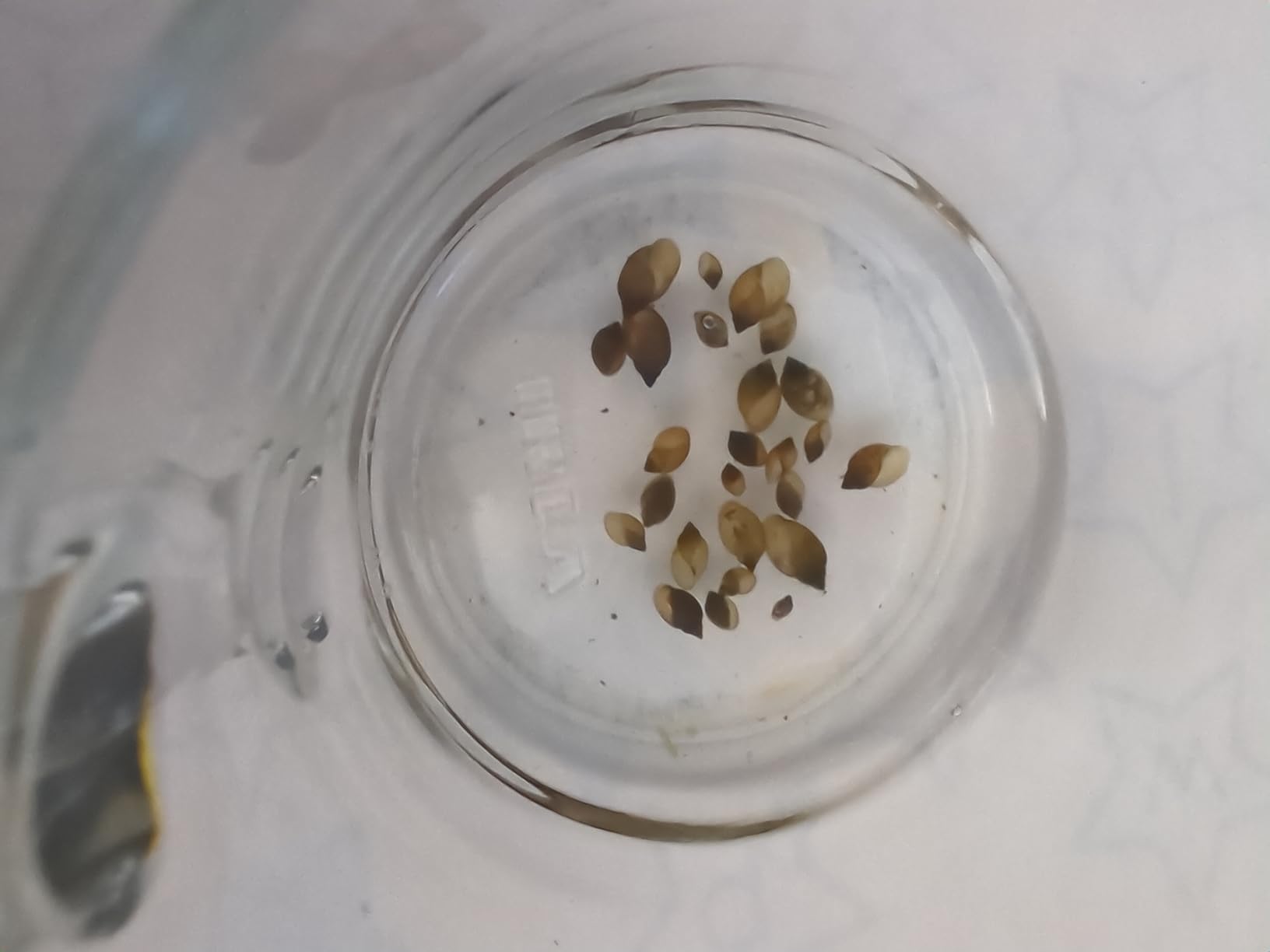 Amazon.com : (10) Live Freshwater Bladder Snails from Great Feeders ...