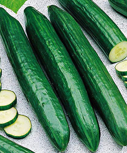 GL Seeds Indoor Cucumber Emelya Self-Pollinating Vegetable for Planting ...
