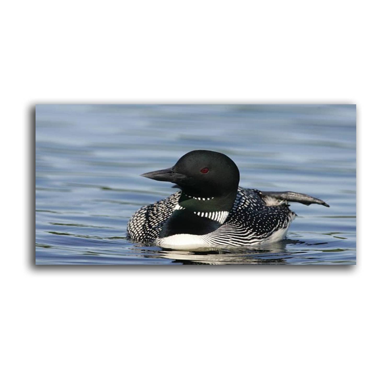 Common Loon Painting