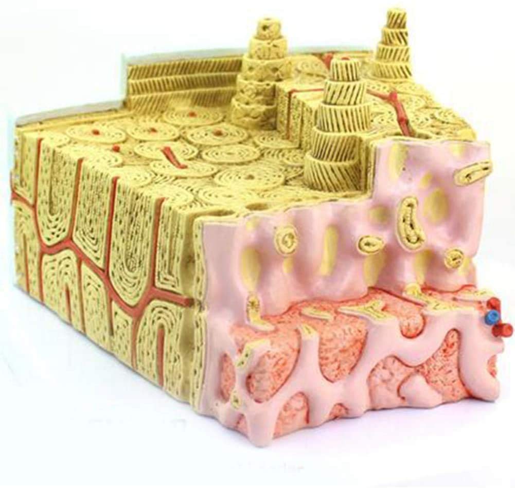 Human Bone Structure Microscopic Magnification Model 80x Magnification ...