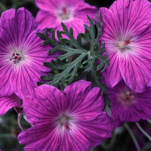 Plant World Seeds - Geranium Robustum 'Silver Cloak' Seeds (Perennial ...