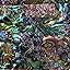 Amazon.com: Abalone Shell Inlay Veneer for DIY or Professional Inlay ...