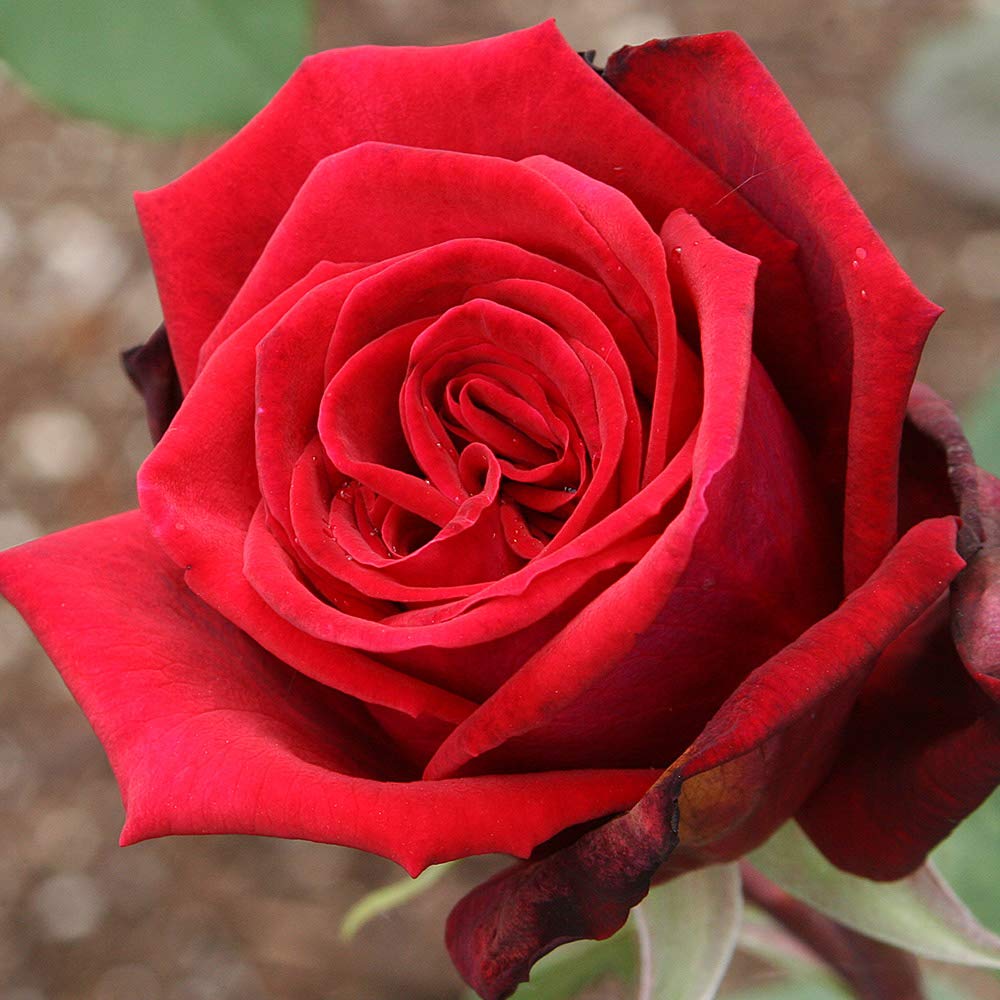 Different Type Of Tea Roses