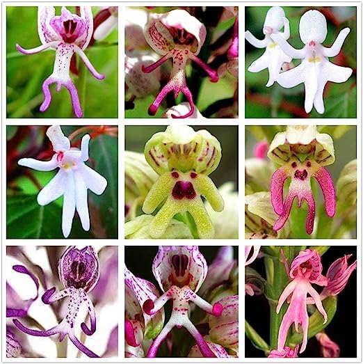 Mix Man Orchid Flower Seeds - Orchis Simia - 35+ Seeds Pack Trial Pack ...