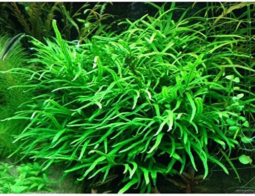 Amazon.com: Microsorum Pteropus Trident Java Fern Live Aquarium Plant ...