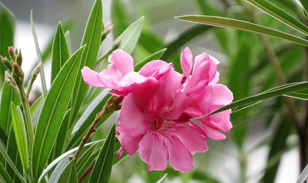 Oleander Flower Meaning