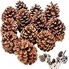 Amazon.com: Yexpress 12 Pack Large Natural Pinecones, 3.5" to 4.7 ...