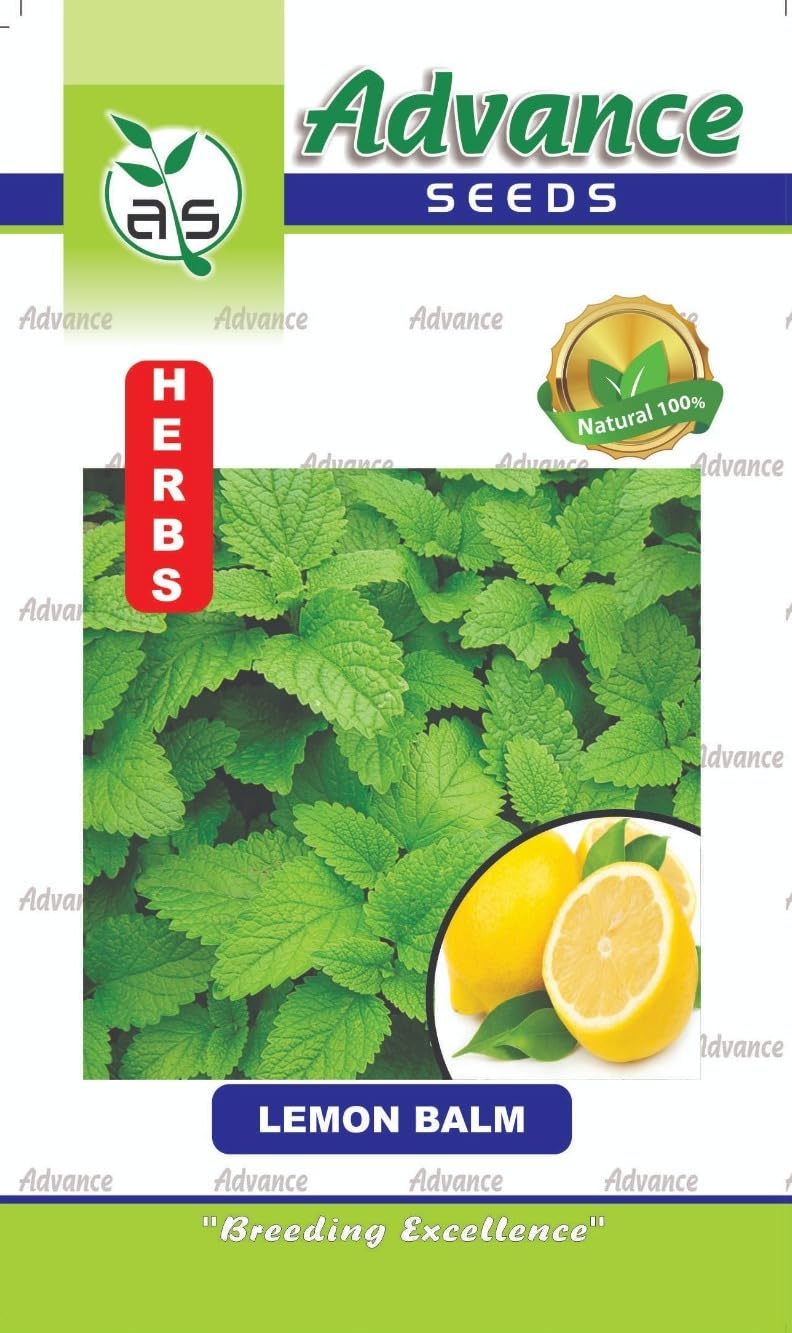 JD AGRO Lemon Balm Seeds, Exotic Herb Garden Plant Seeds Pack of 25 ...