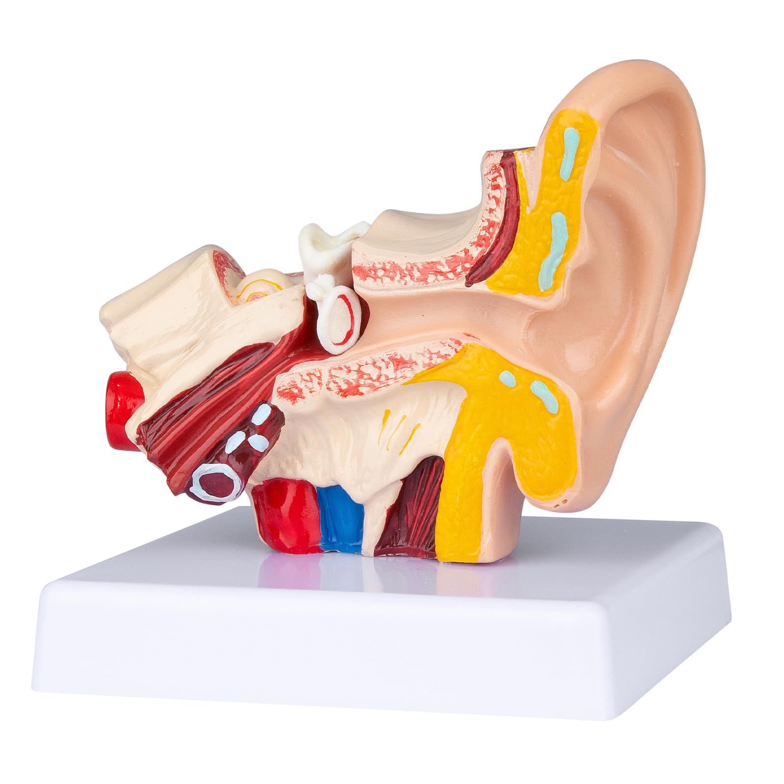 Amazon.com: Healthible Human Anatomy Ear Model - 1.5 Times Ear ...