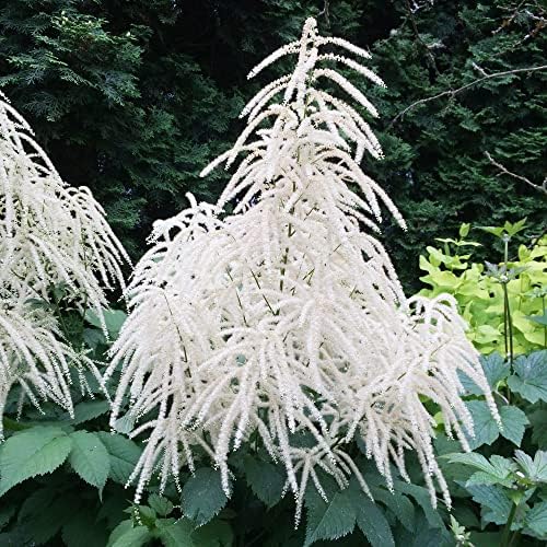 Amazon.com : Aruncus Seeds Goat's Beard Herbaceous Perennial Popular ...