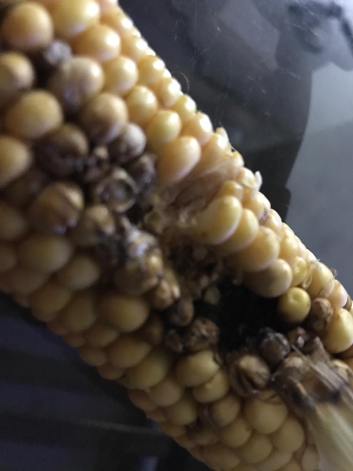 Fresh Organic Sweet Corn, American, 400 g : Amazon.in: Grocery ...