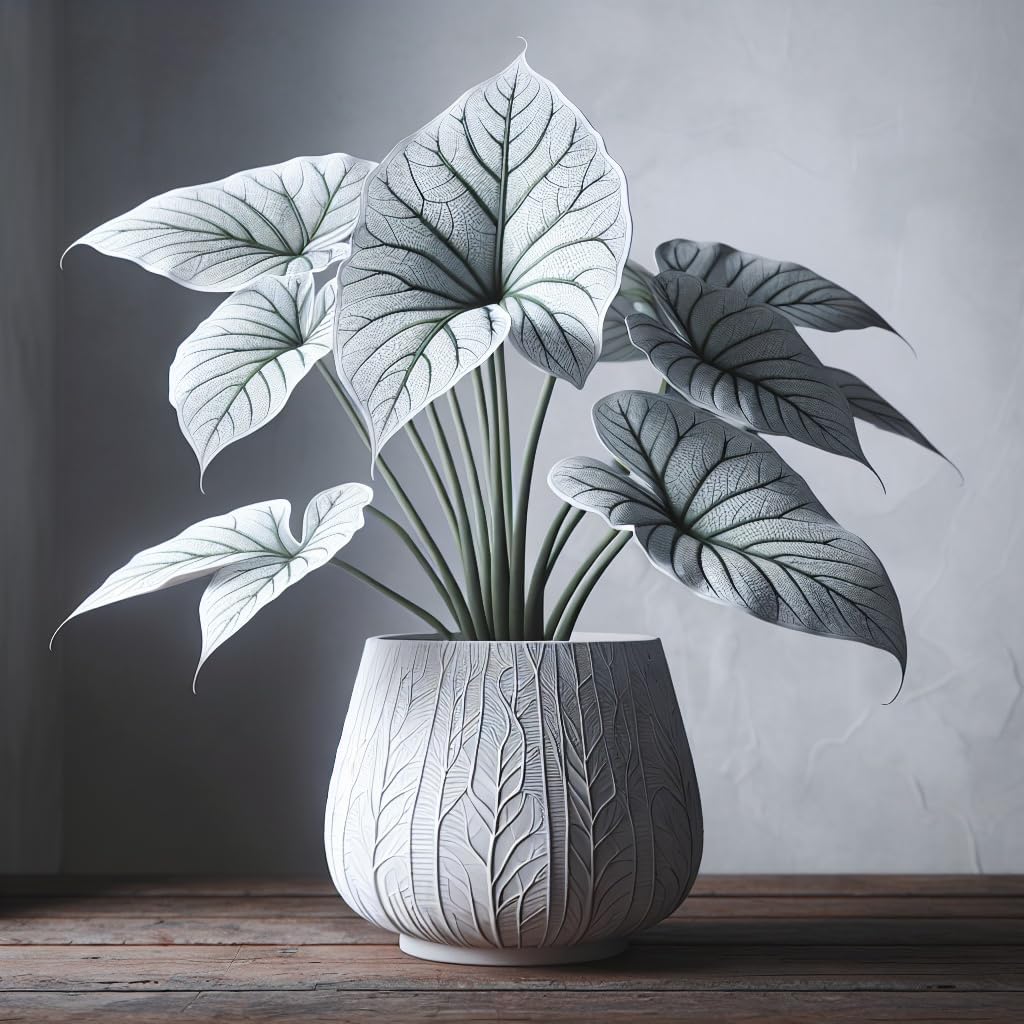 Amazon.com : Florida Cardinal Caladium Bulbs for Planting - Perennial ...