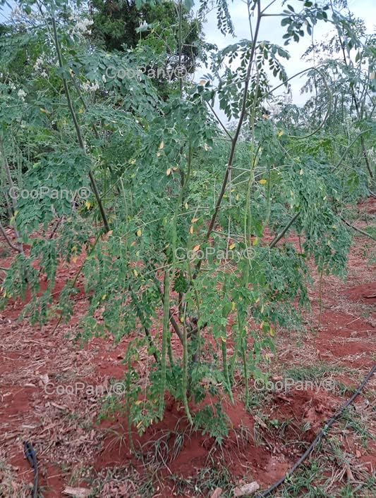 ASPEN® Murungai/Chedi Murungai Seeds - Pack of 20 Seeds : Amazon.in ...