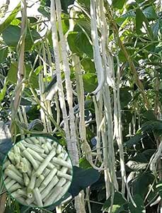 Amazon.com : White Long Bean Seeds String Beans Seeds 30 Seeds : Patio ...
