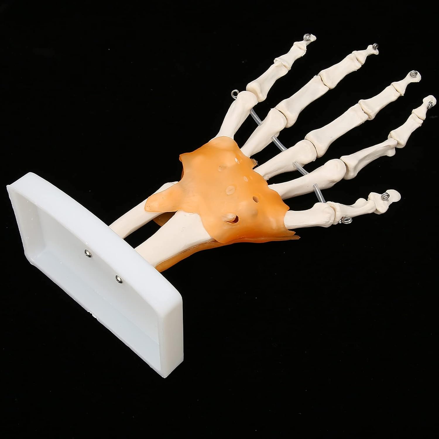 Hand Joint Display Model, Hand Joint Ligament Model Hand Finger Joint ...