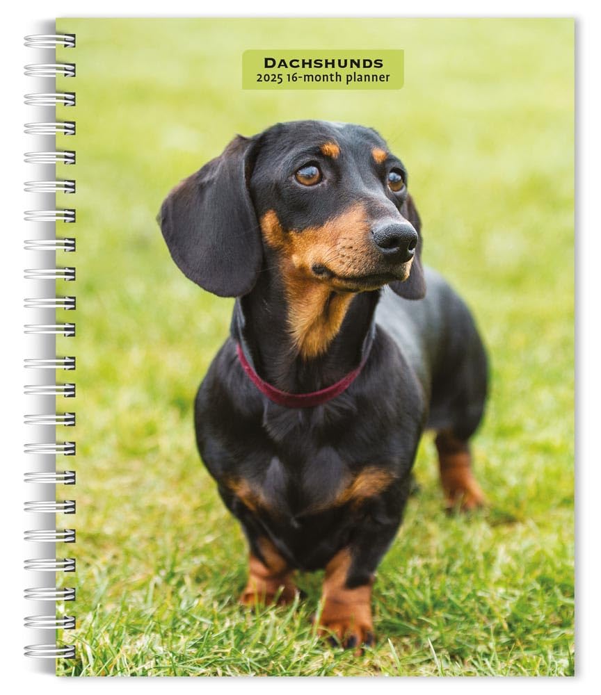 Dachshunds | 2025 6 x 7.75 Inch Spiral-Bound Wire-O Weekly Engagement ...