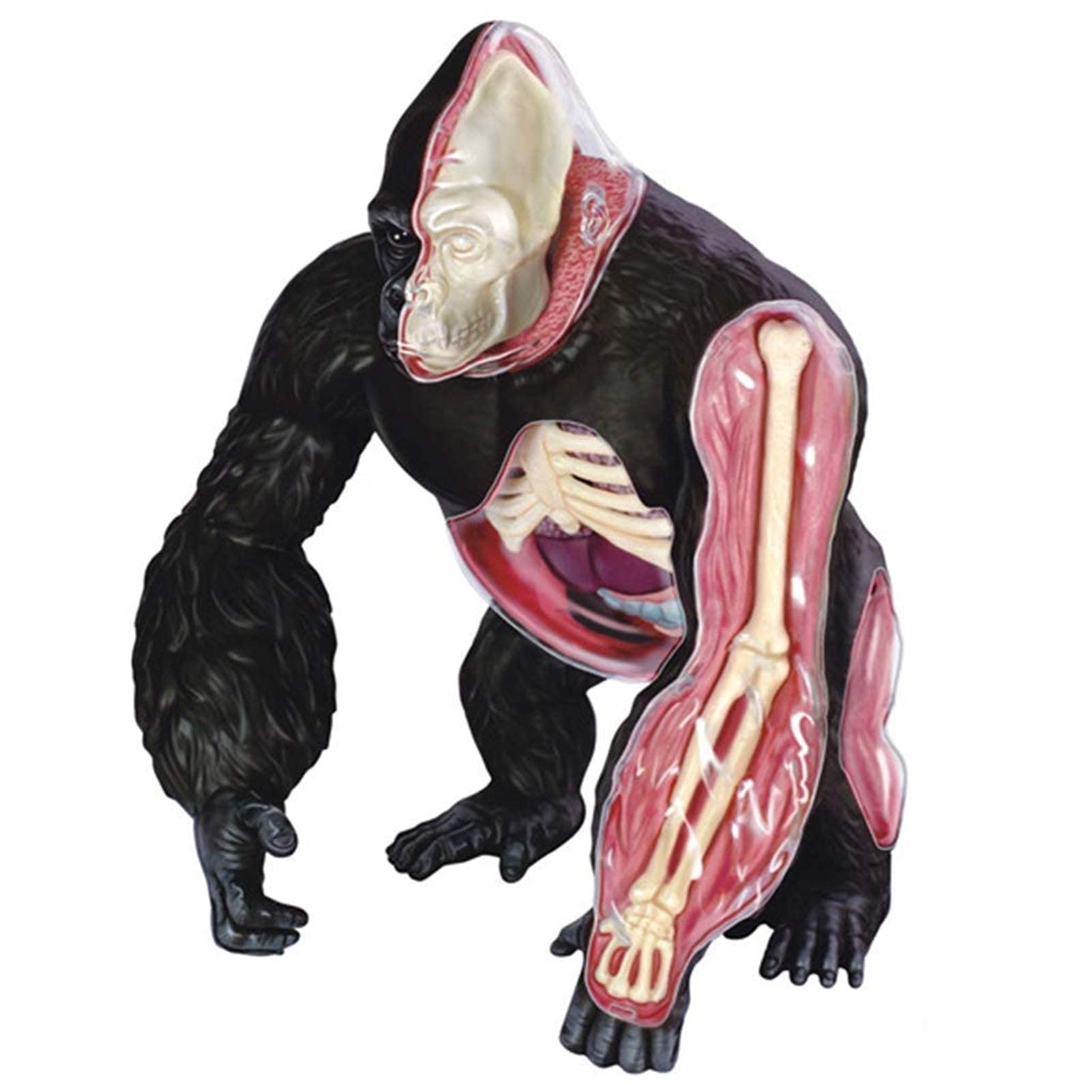 Scheletro Della Mano Del Gorilla Scheletro Di Gorilla Immagini E