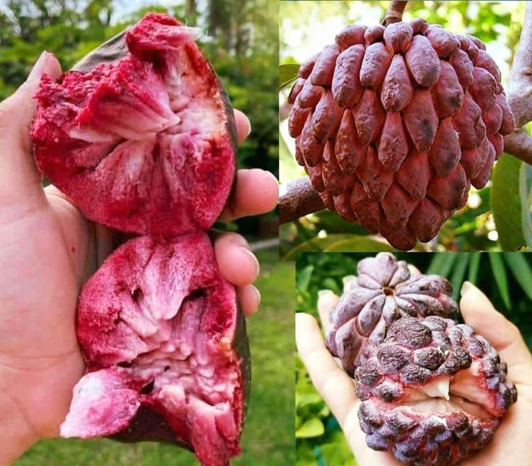 Thai Sugar Apple Custard Apple Tropical Exotic Fruit Sugar Apple