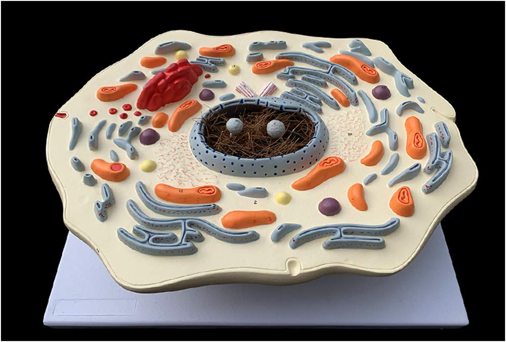 Dierlijk Celmodel 7e Klas Gelabeld De Cel En Zijn Organellen