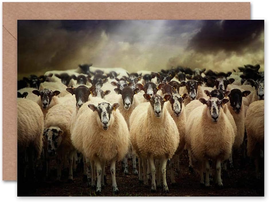 Amazon.com: Wee Blue Coo SHEEP FLOCK FARM ANIMAL PHOTO BIRTHDAY GIFT ...