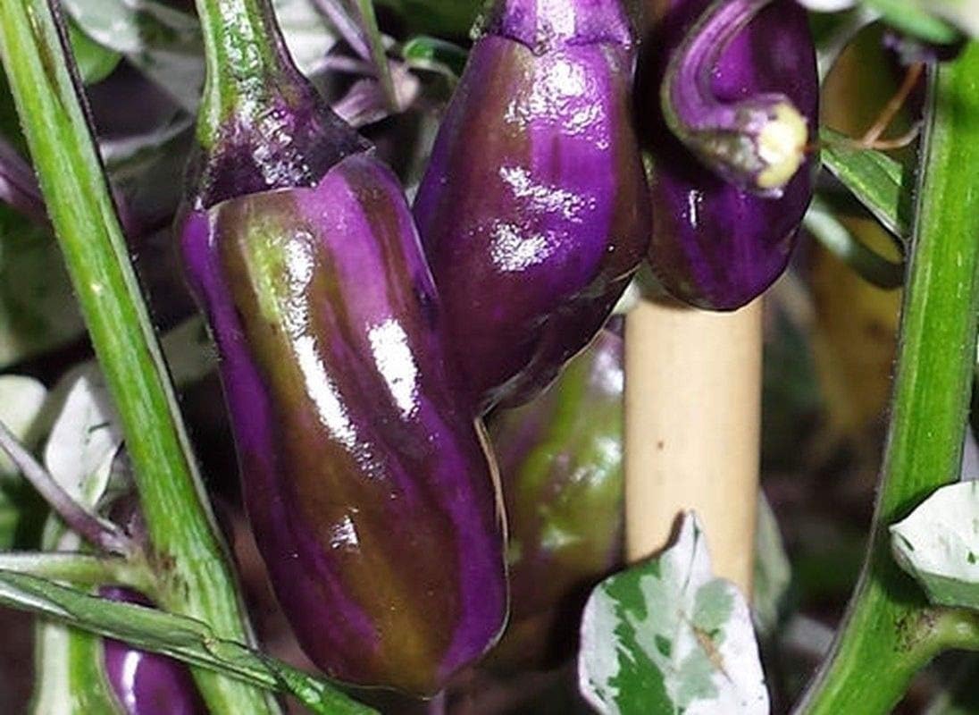 Amazon.com : Purple Tiger Hot Pepper Seeds - Foliage is Often tri ...