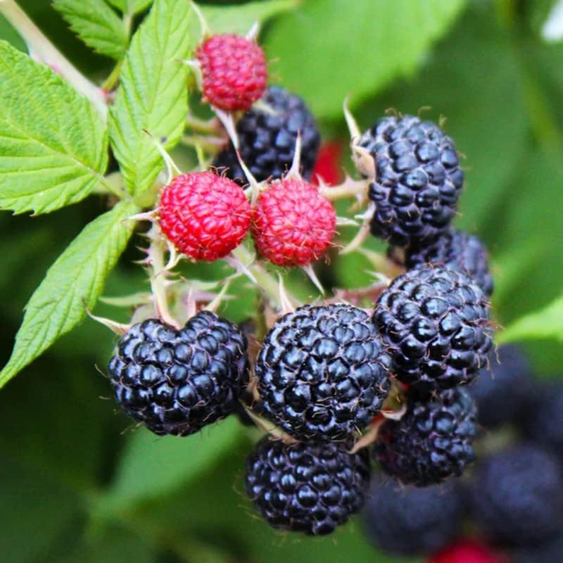 Black Raspberries Tree