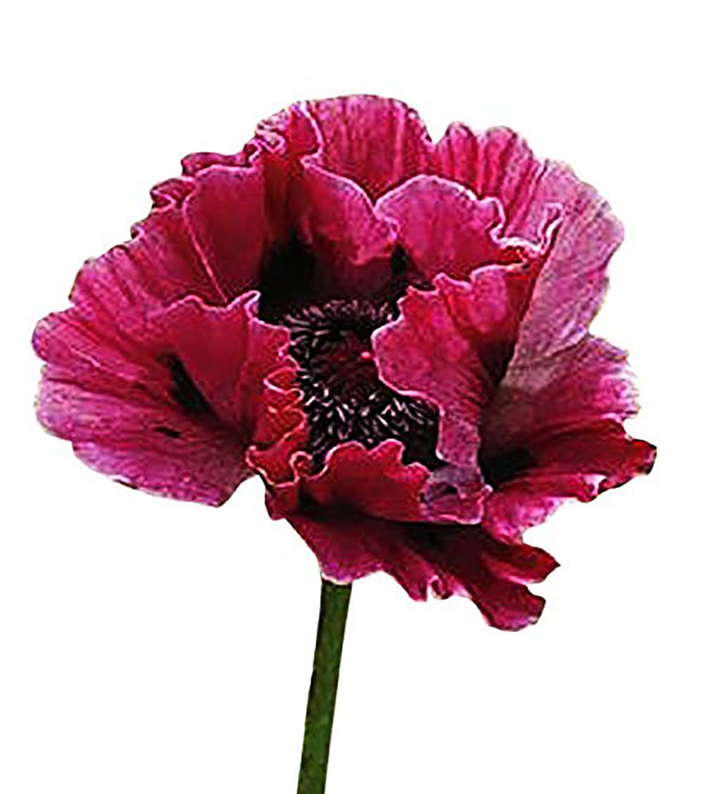 Amazon.com : 100 Annual Rose Red Poppy Seeds - Tall Rose Poppy with ...