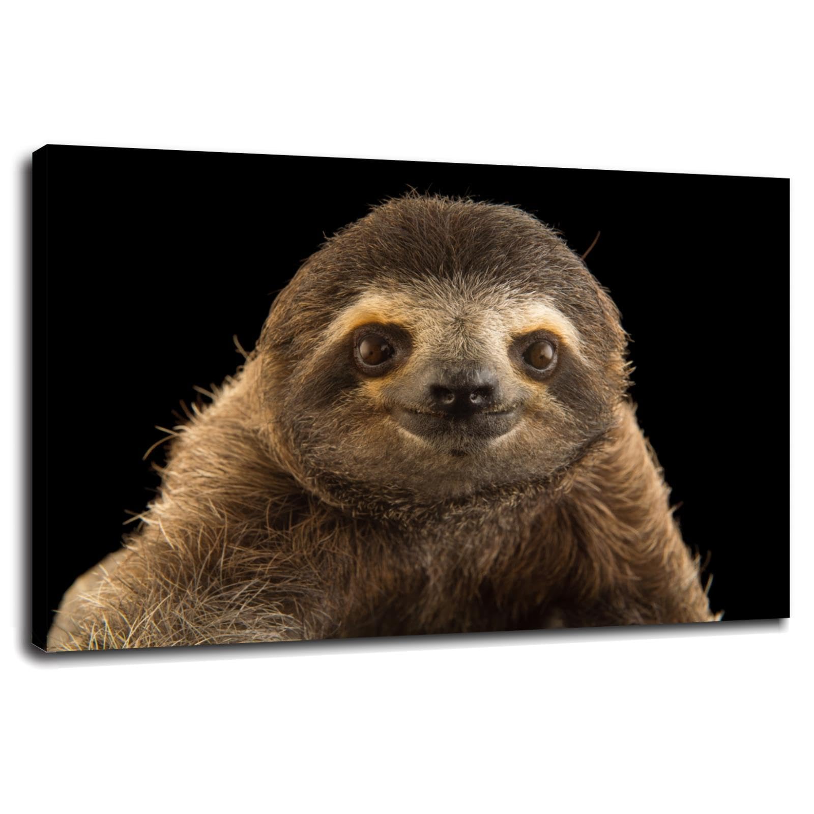 Cute Smiling Sloth