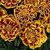French Marigold Seeds 'Colossus' Tagetes patula Half-Hardy Annual Giant ...