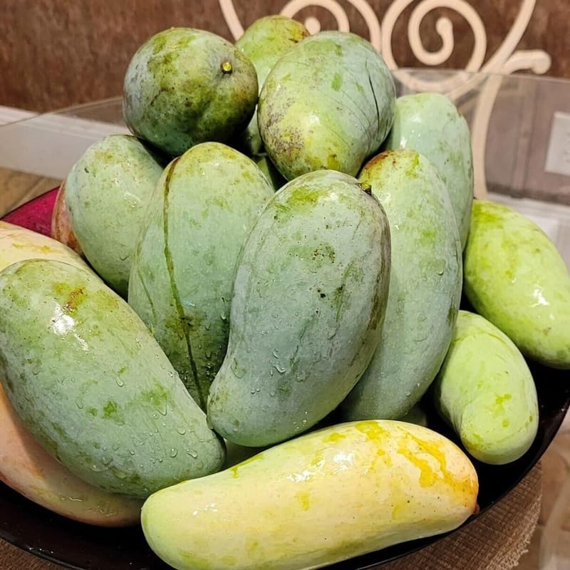 Amazon.com : Keo Mango Plant Tree Live, Mango Trees Plant Grafted, 2 to ...