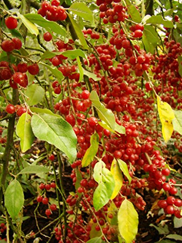 Rare Fruit Shrub Autumn Olive or Japanese Silverberry Elaeagnus ...
