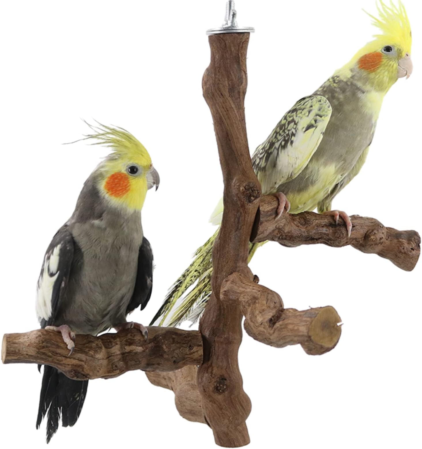 Amazon.com : Natural Wood Bird Perches Parrot Perch Grapevine Birdcage ...