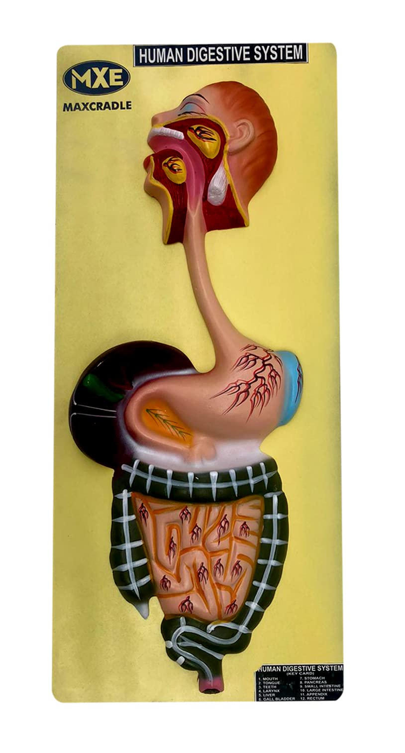 Human Digestive System Fiber Glass Model on Board/Science Model/For ...