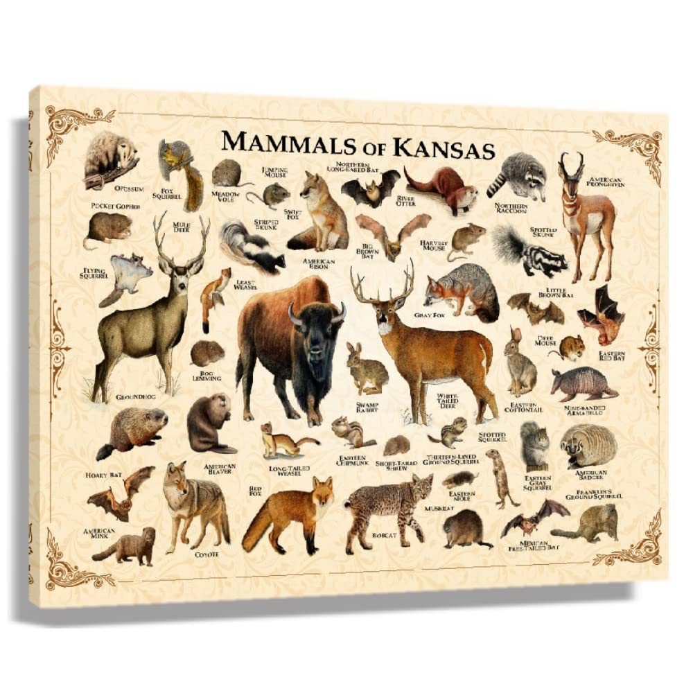 Types Of Mammals Chart