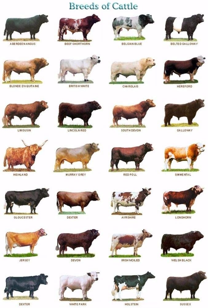 Amazon.com: 156206 common breeds of beef and dairy cows Decor Wall ...