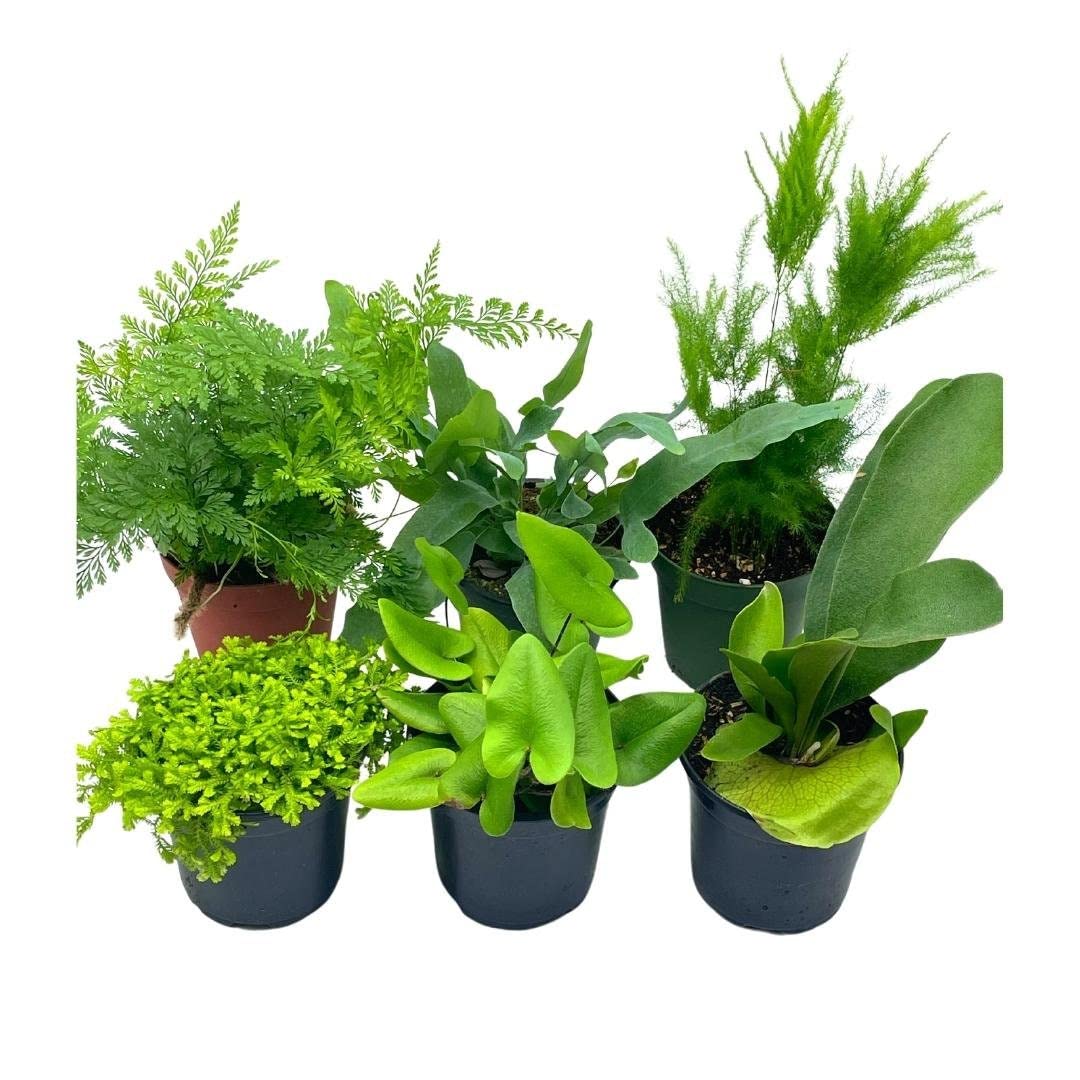 Amazon.com: BubbleBlooms Fern Assortment Set, 6 Different Ferns in 4 ...