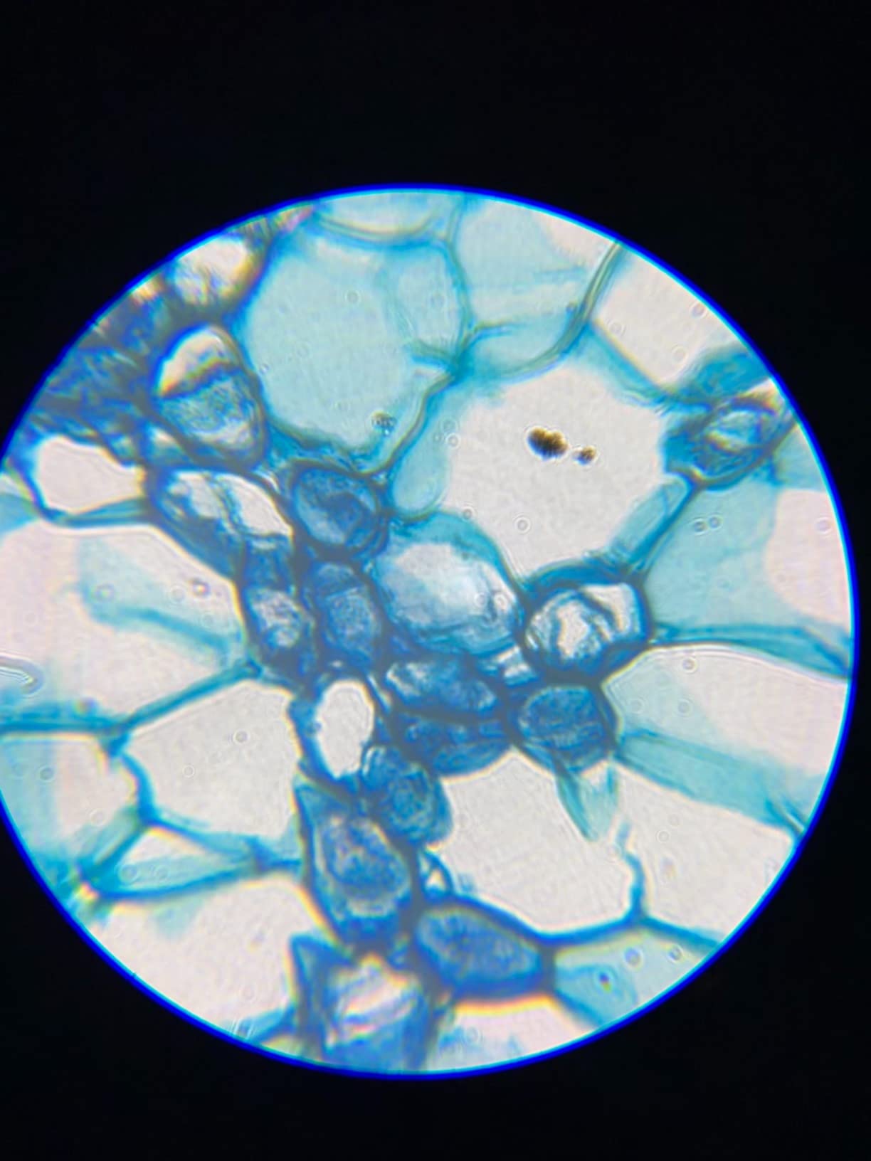 $15/mo - Finance LaMulaOptics Microscope for Adults Kids Students, 100X ...