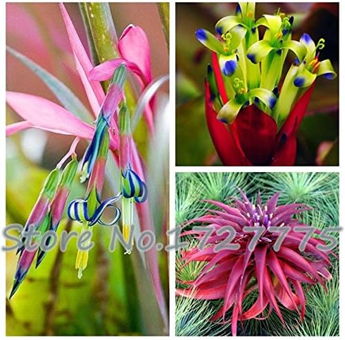 Amazon.com : 100 Seeds - Hechtia Sp Tehuacan seeds rare bromeliad ...