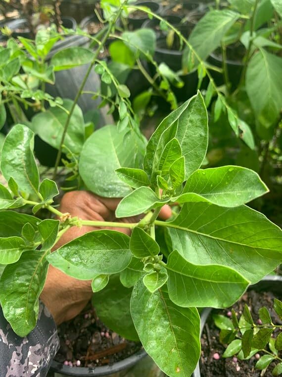 Ashwagandha Seeds Variety Pack Of 15 : Amazon.in: Garden & Outdoors