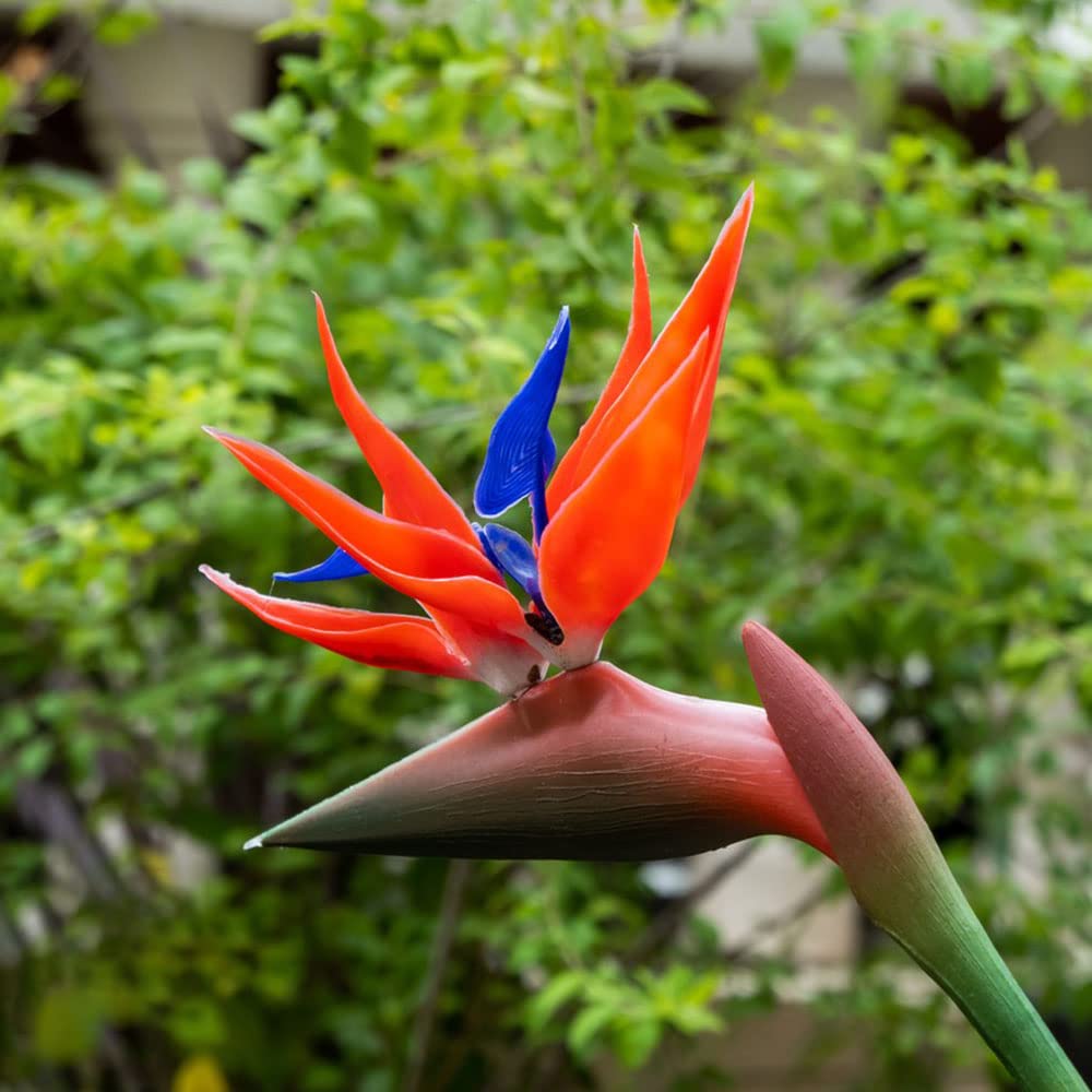 Strelitzia Reginae Seeds Bird Of Paradise Flower Seeds Strelitzia