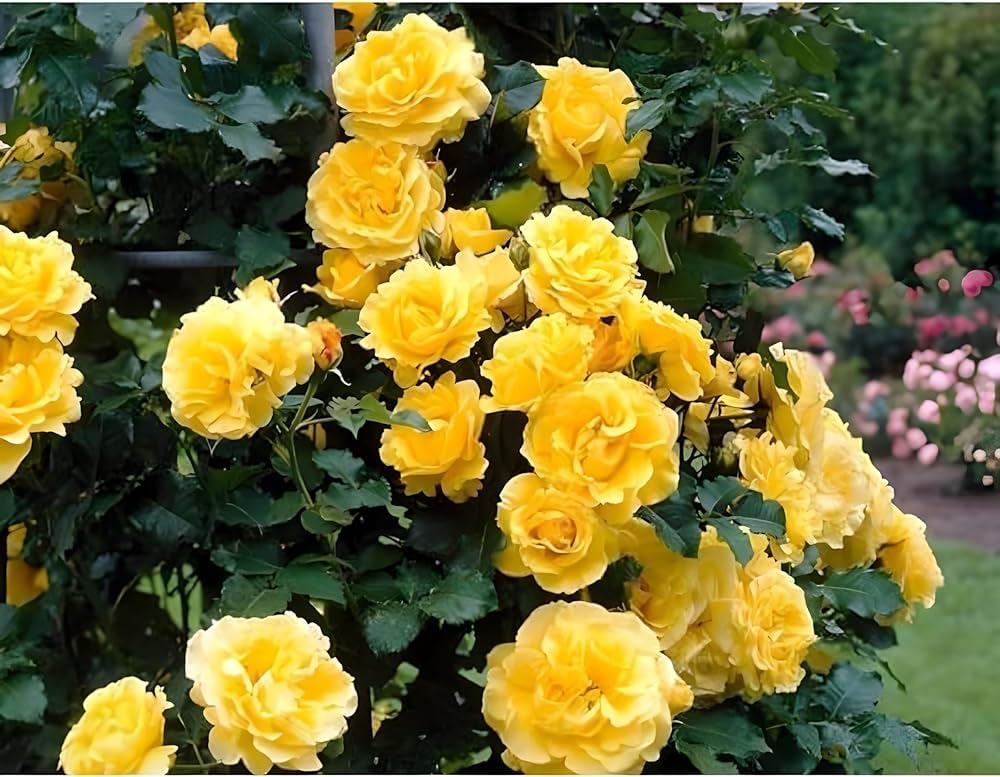 Wild Yellow Rose Bush